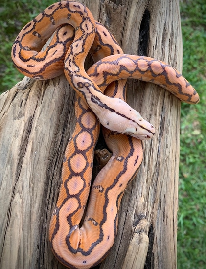 Orange Glow Motley Reticulated Python by Scale House