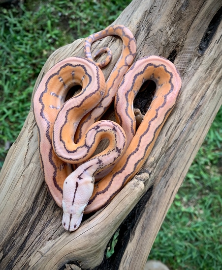 Orange Glow Motley Reticulated Python by Scale House