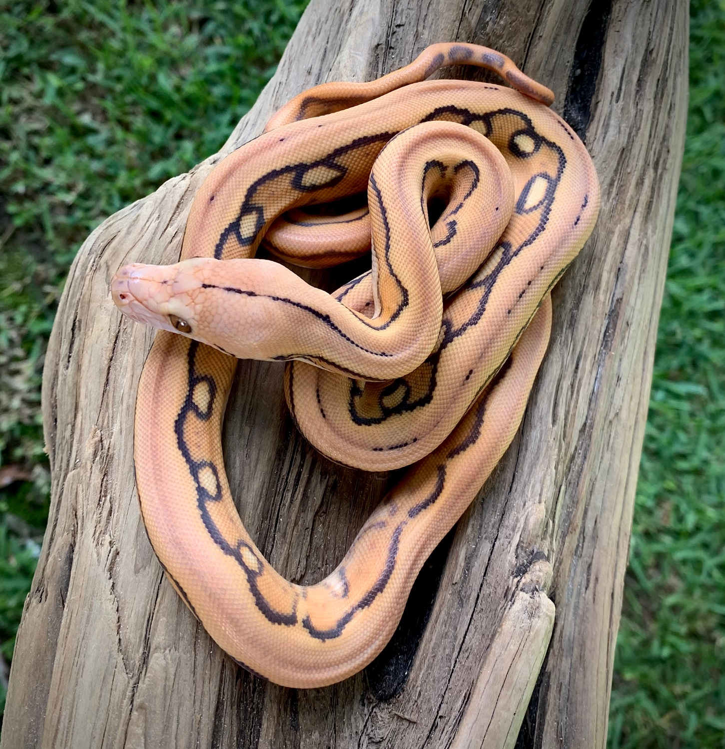 Indo Caramel Sunfire Tiger Reticulated Python by Scale House - MorphMarket