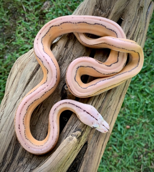 Orange Glow Platinum Motley Sunfire Reticulated Python by Scale House