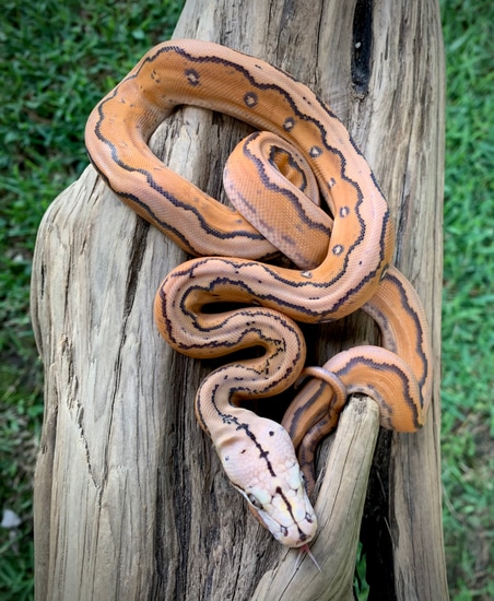 Indo Caramel Motley Sunfire Reticulated Python by Scale House