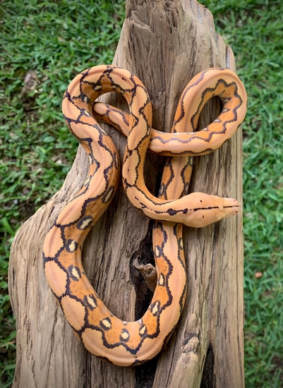Orange Glow Sunfire Reticulated Python by Scale House