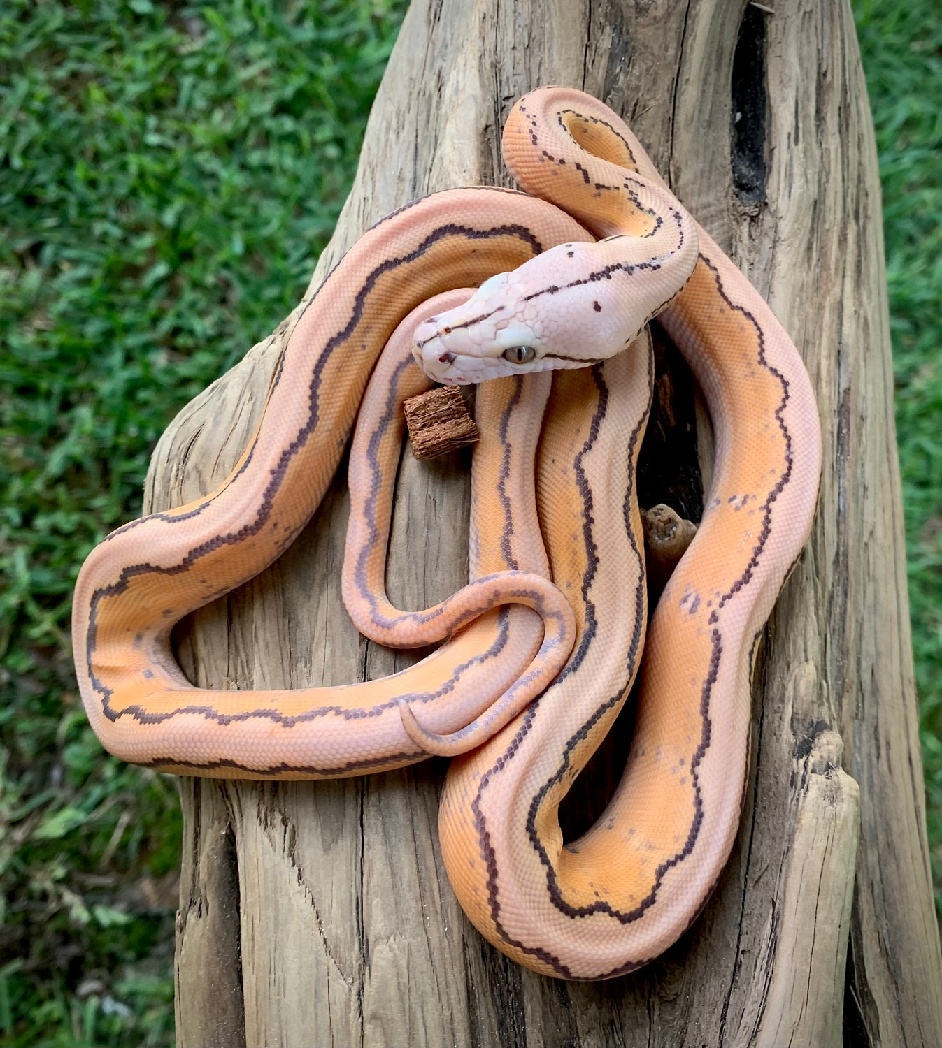 Indo Caramel Platinum Motley Sunfire Reticulated Python by Scale House ...