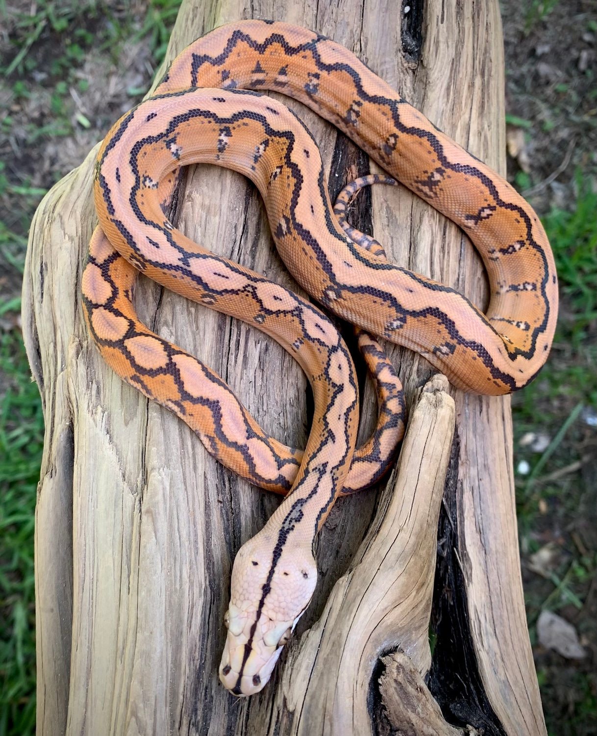 Indo Caramel Motley Reticulated Python by Scale House - MorphMarket