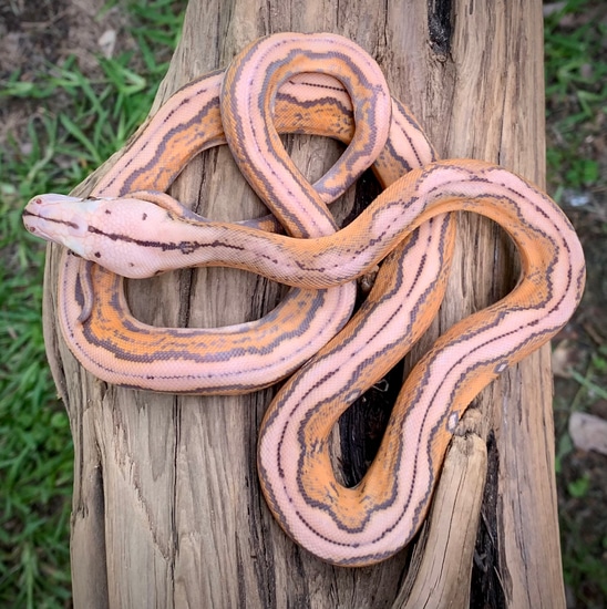 Orange Glow Platinum Motley Tiger Reticulated Python by Scale House