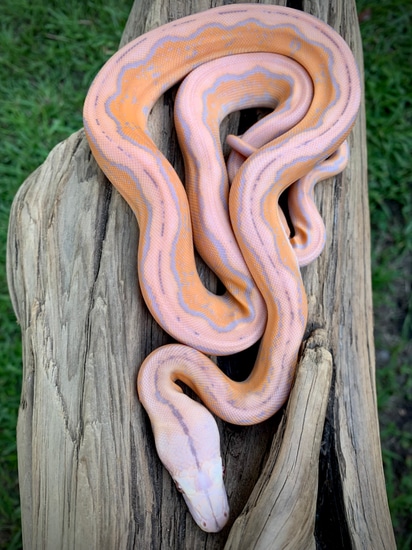 Purple Motley Tiger Platinum Reticulated Python by Scale House