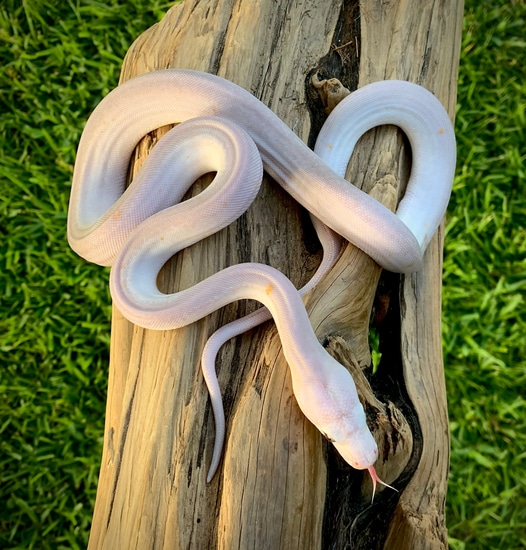 Orange Glow Super Motley Pos Platinum Sunfire Tiger Reticulated Python ...