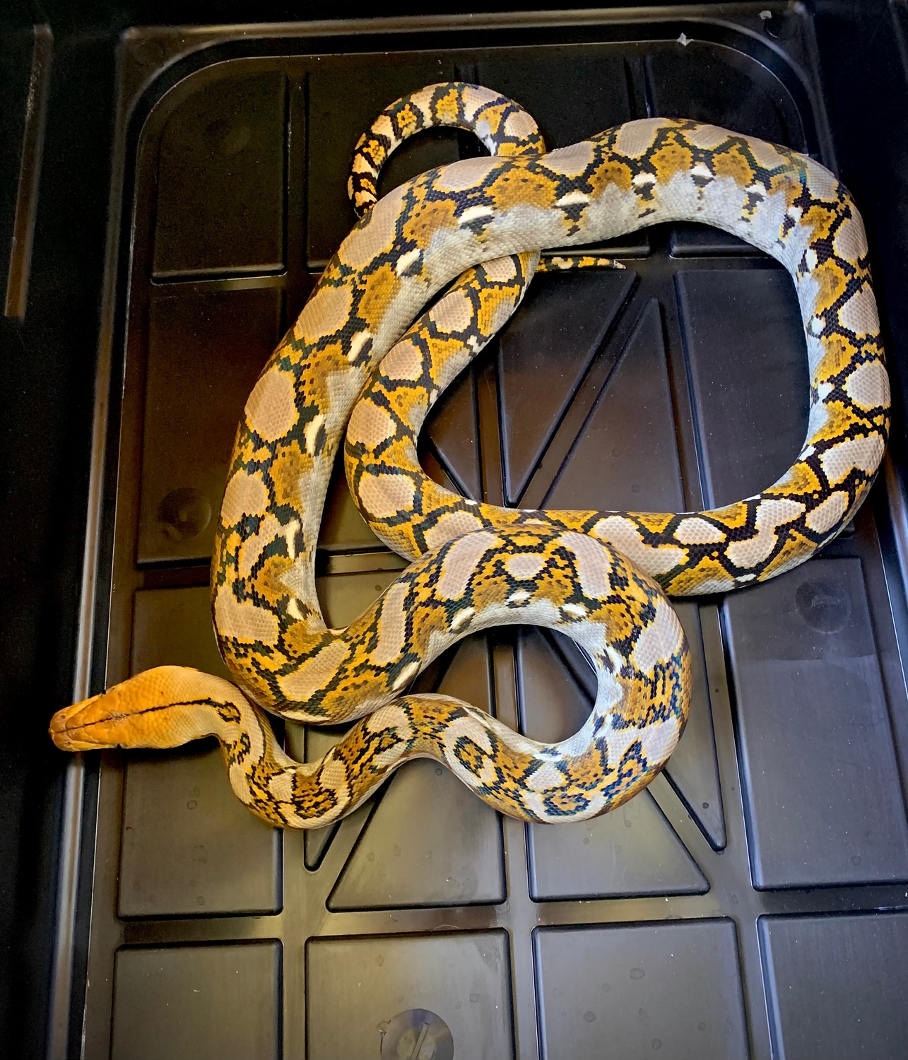 Het Ocelot 66% Pos Het Indo Caramel Reticulated Python by Scale House ...