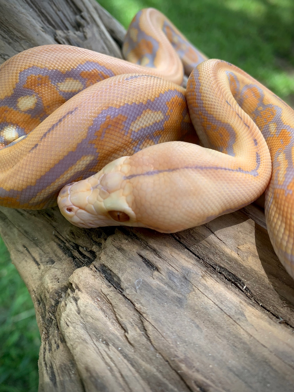 Purple Tiger Reticulated Python by Scale House - MorphMarket