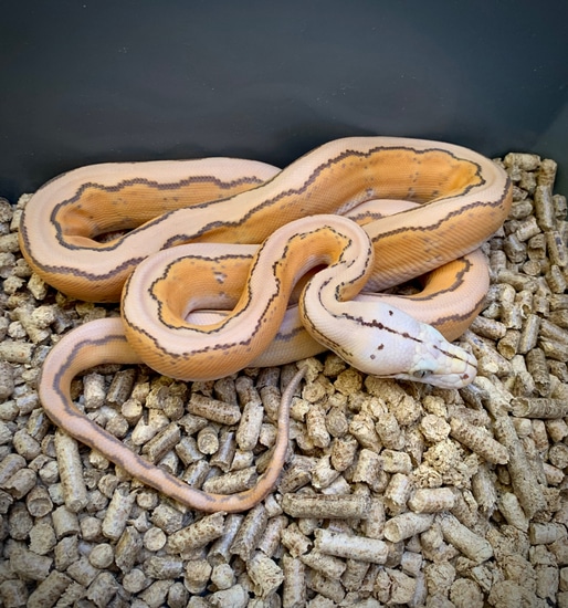 Orange Glow Platinum Motley Sunfire Reticulated Python by Scale House