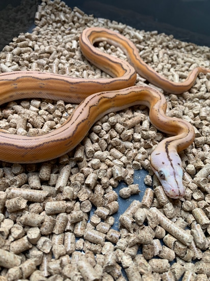 Orange Glow Motley Sunfire Tiger Reticulated Python by Scale House