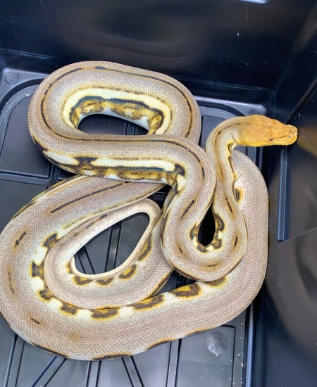 Jaguar Tiger Het Ocelot Reticulated Python by Scale House