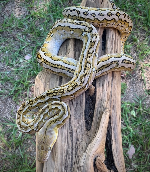 25% Kalatoa Motley Marble Jaguar Het Orange Ghost Stripe Possible Het Purple Reticulated Python ...