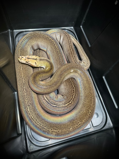 Phantom Motley Het Anthrax Het Purple Reticulated Python by Scale House