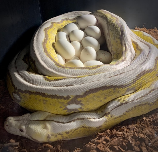 Orange Glow Motley Platinum Tiger Reticulated Python by Scale House