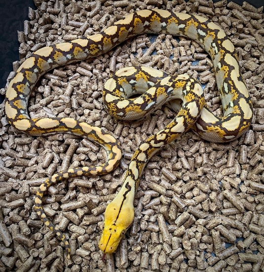 Indo Caramel Het Ocelot Reticulated Python by Scale House