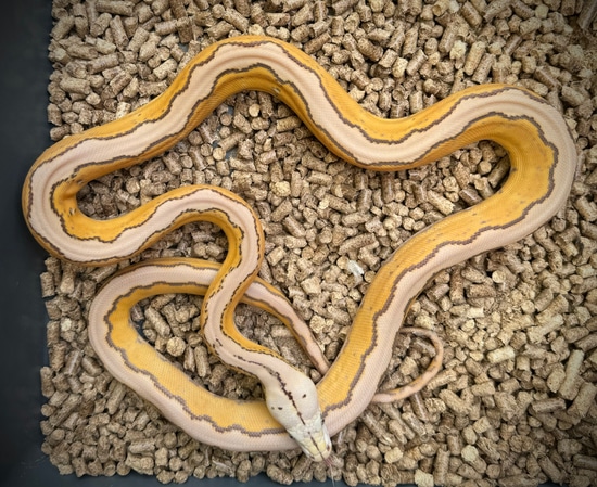 Orange Glow Platinum Motley Sunfire Reticulated Python by Scale House