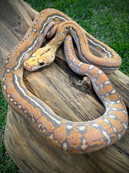 Orange Glow Anthrax Reticulated Python by Scale House