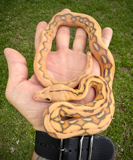Orange Glow Suntiger Het Anthrax Reticulated Python by Scale House