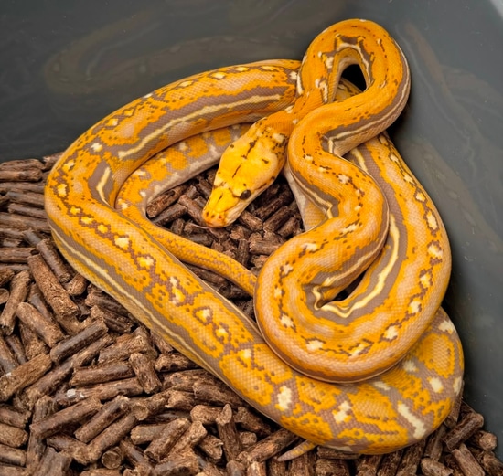 Orange Glow Anthrax Reticulated Python by Scale House