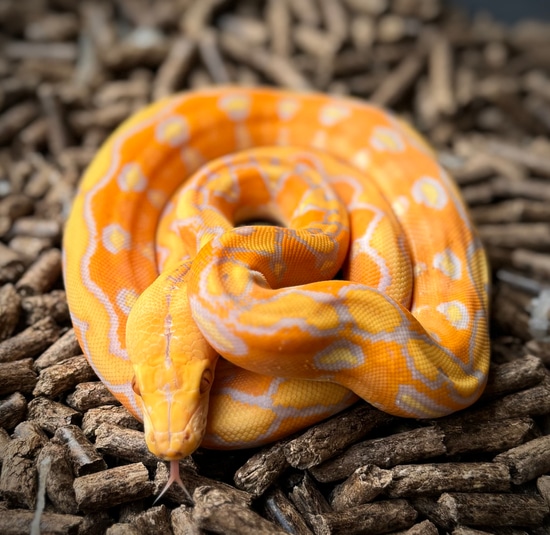 Lavender Hogs Reticulated Python by Scale House