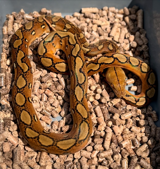 Sunfire DH Indo Or White OGS Reticulated Python by Scale House