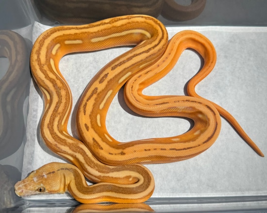 OGS Suntiger Het Albino Or Indo Caramel Reticulated Python by Scale House