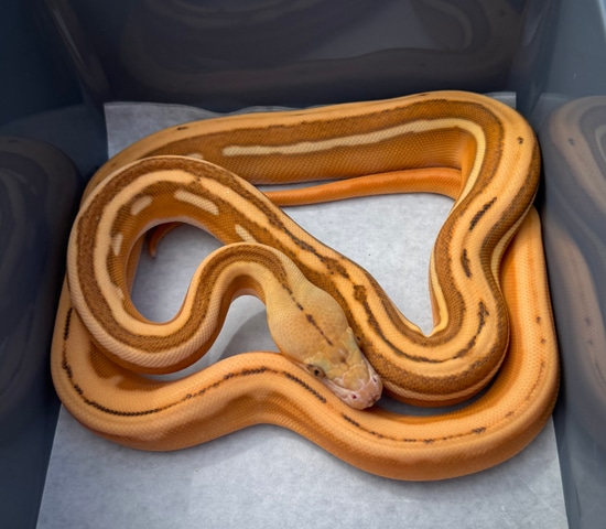 OGS Suntiger Het Albino Or Indo Reticulated Python by Scale House