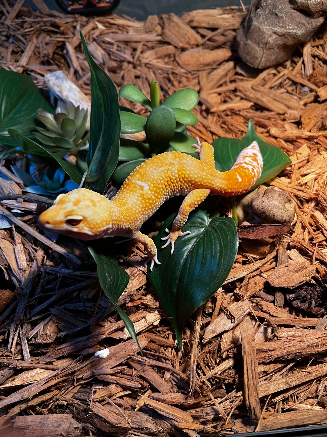 Giant White And Yellow Emerine Sunglow(Pos Super Giant) Leopard Gecko ...