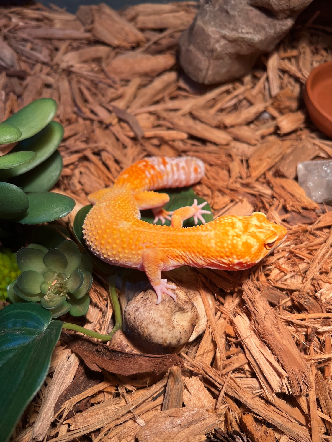 White And Yellow Emerine Sunglow Leopard Gecko by Logz Exotics ...