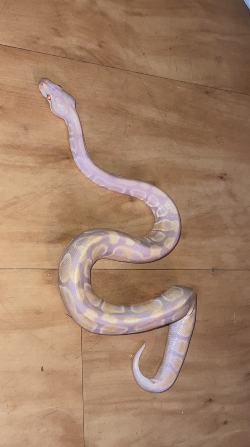 Candino Ball Python by Bussin Balls Ball Pythons - MorphMarket