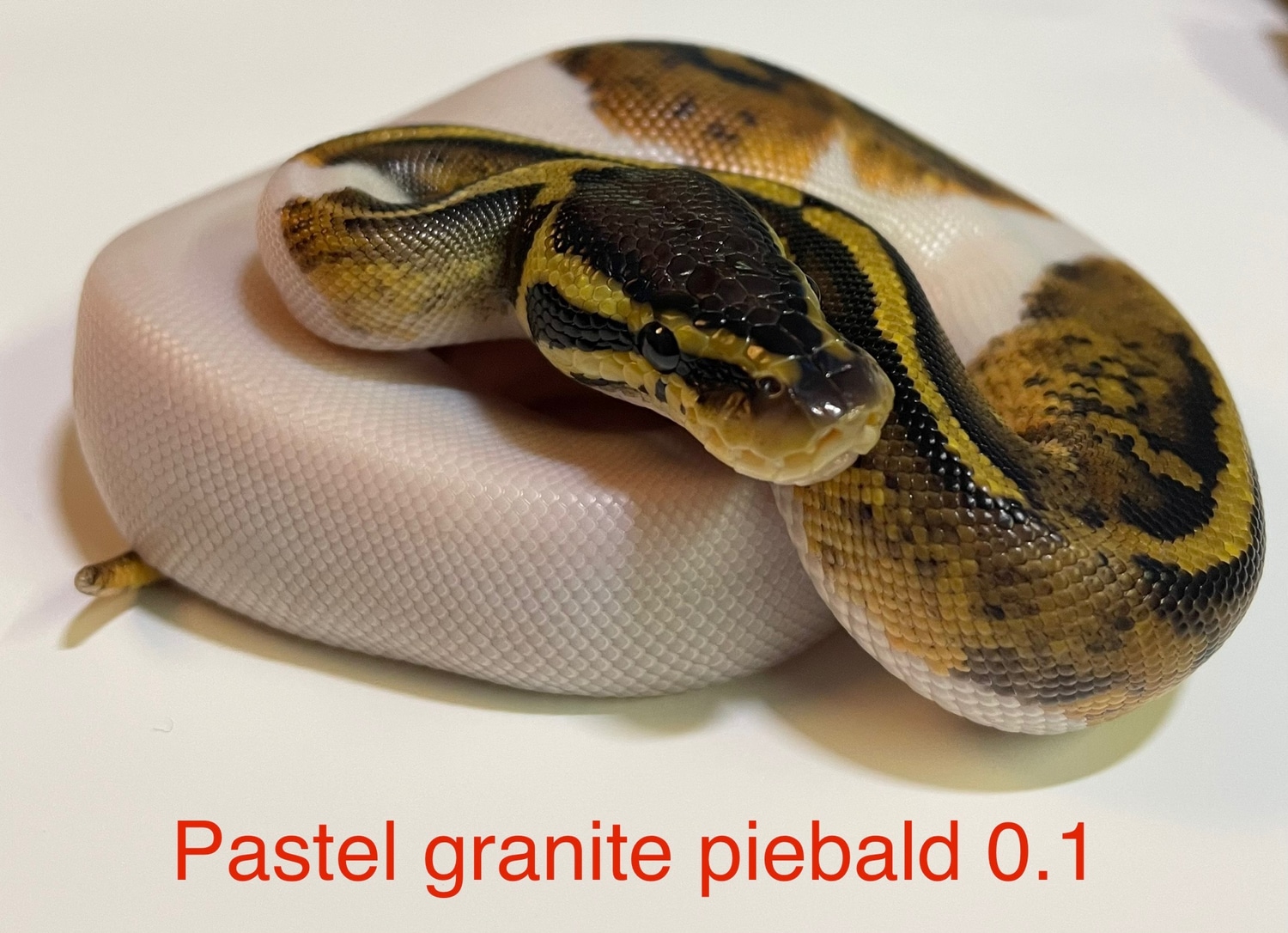 HOLD BACK Jade Ball Python by S.H.E.D. Genetics - MorphMarket