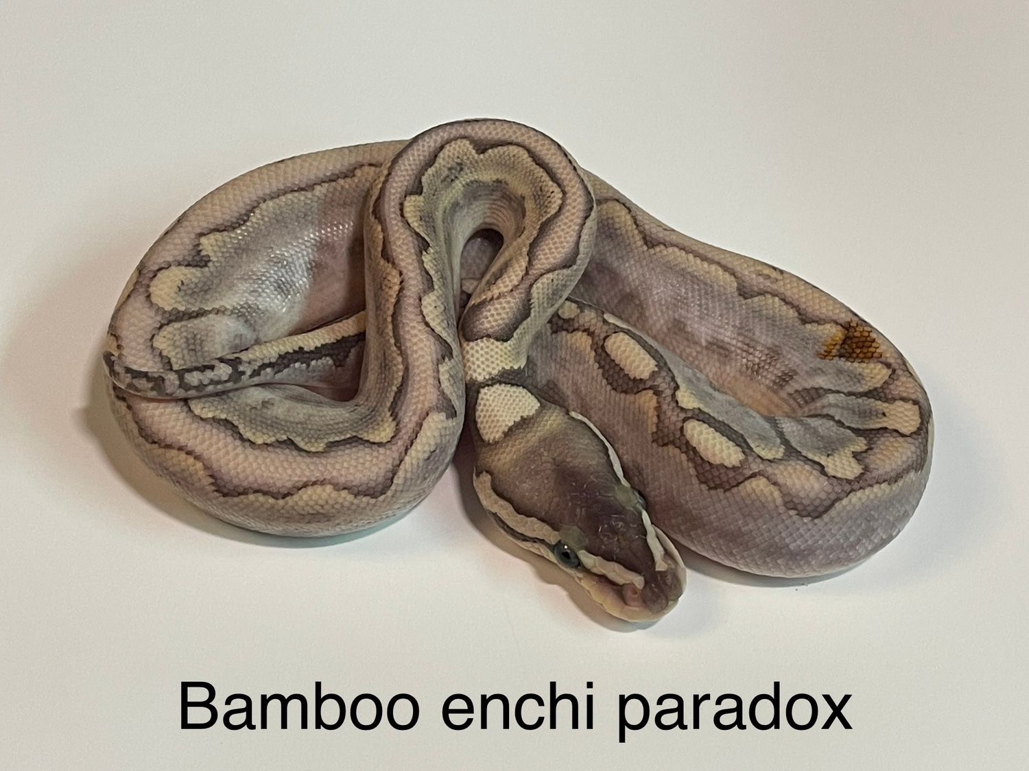 Bamboo Enchi Paradox - Male Ball Python by S.H.E.D. Genetics - MorphMarket