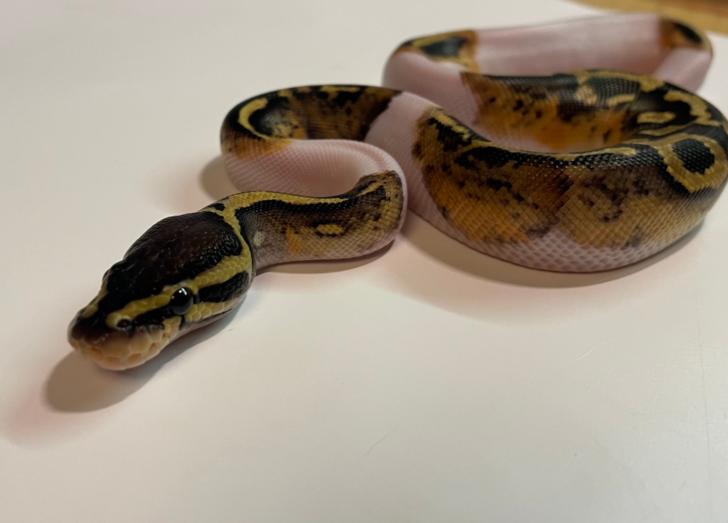Pastel "Hallucination" (ACID Piebald) - Male Ball Python by S.H.E.D ...