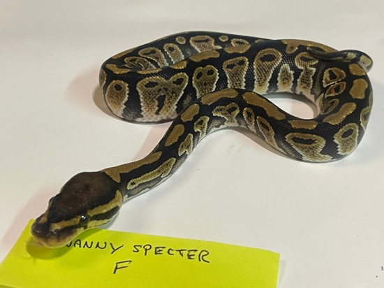 Nanny 100% Het Clown Possible Spector - Female Ball Python by S.H.E.D ...