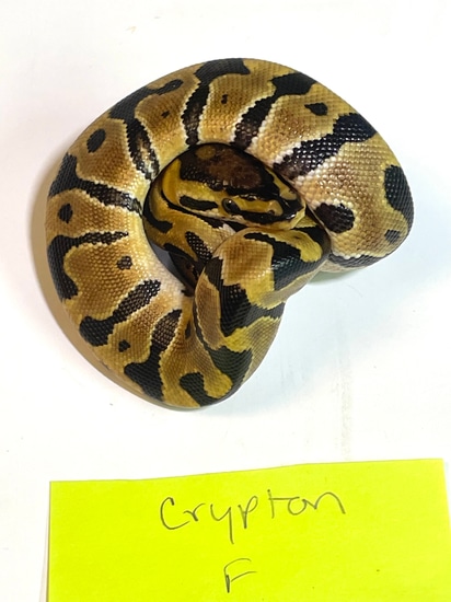 Crypton Ball Python by S.H.E.D. Genetics