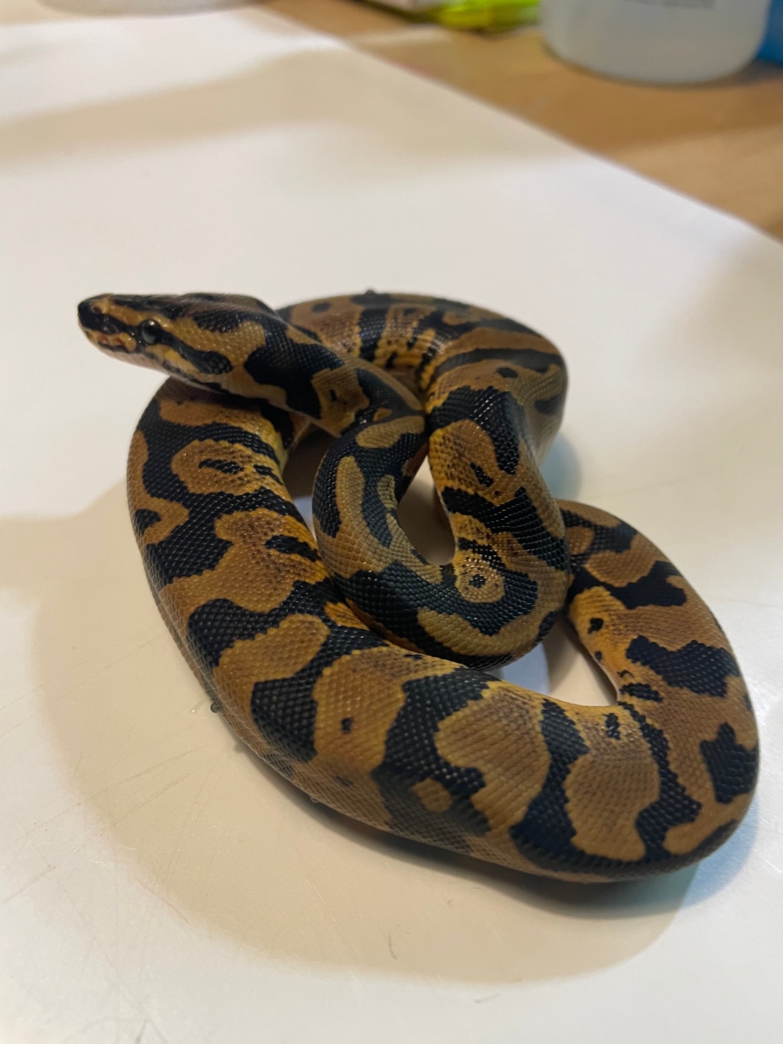 Acid Dbl Het Albino Het Piebald - Male Ball Python by S.H.E.D. Genetics ...