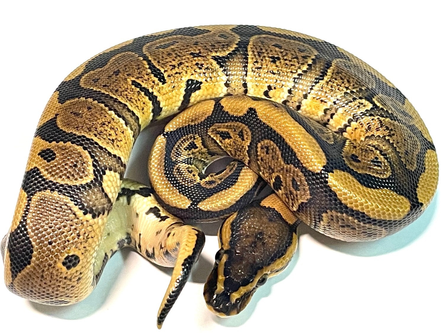 Red Stripe Het Clown Pos Het Pie Ball Python by S.H.E.D. Genetics ...