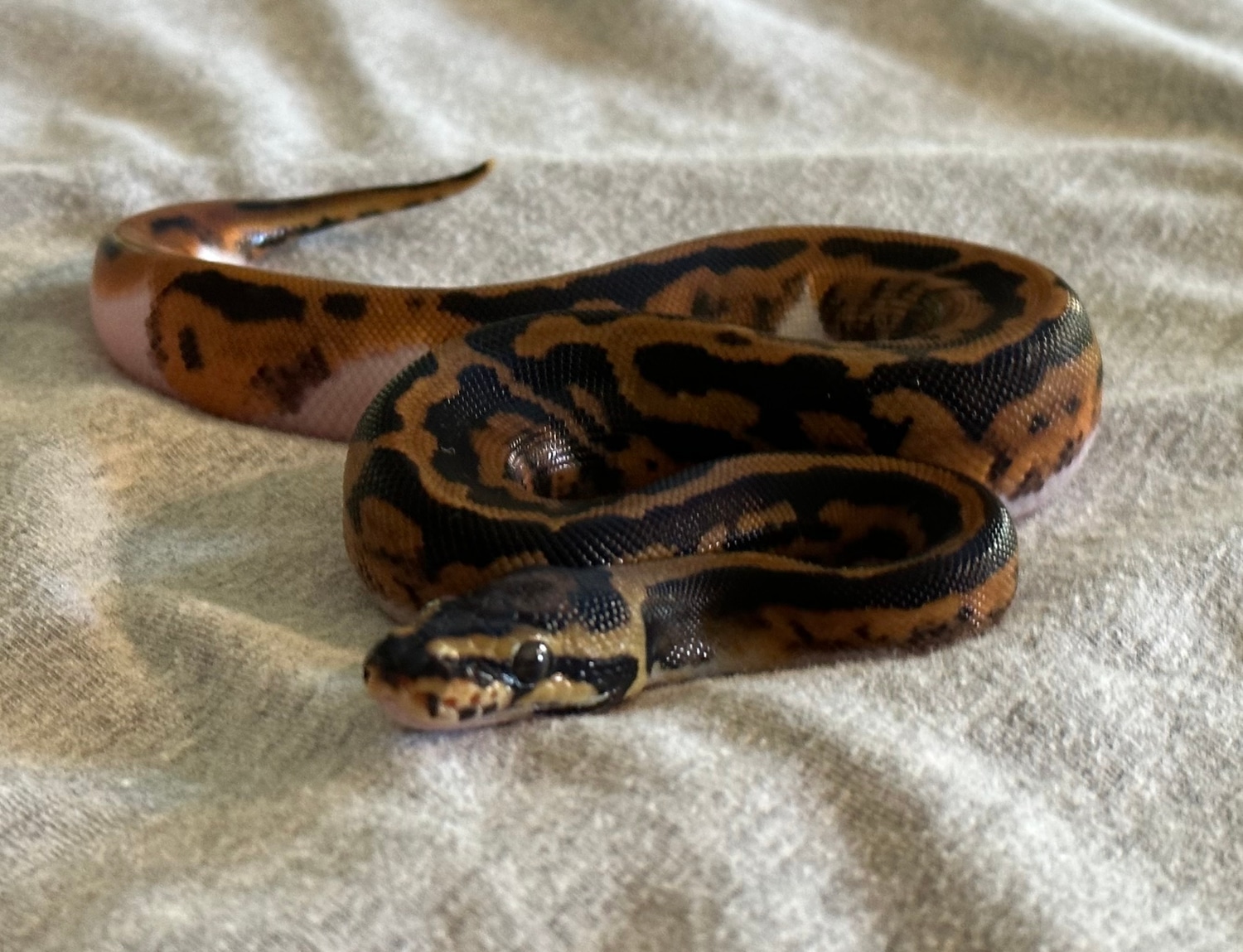 Acid/confusion Piebald Ball Python by S.H.E.D. Genetics - MorphMarket
