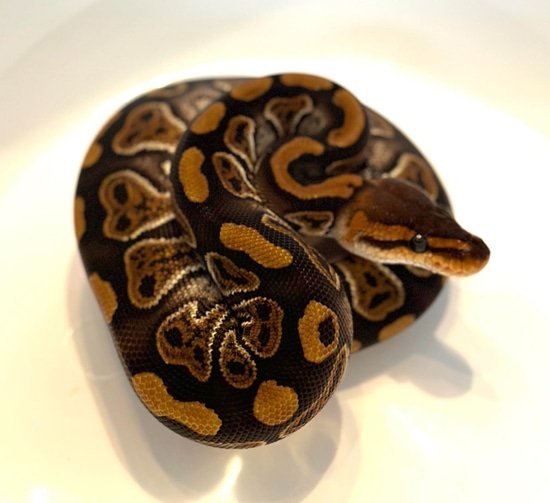 Wookie Nanny Het Clown Possible Orange Dream Ball Python by S.H.E.D. Genetics