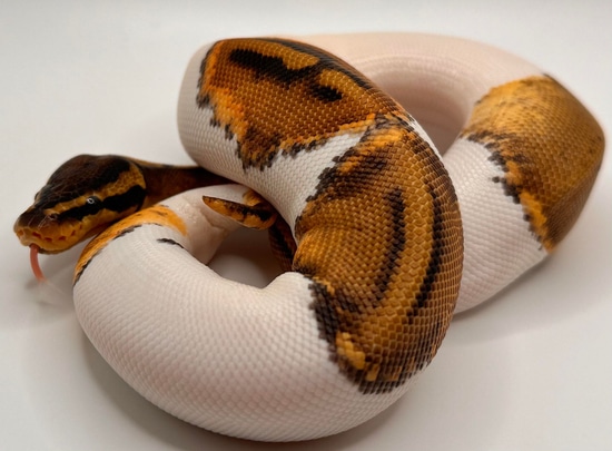 Pastel Granite Piebald Ball Python by S.H.E.D. Genetics