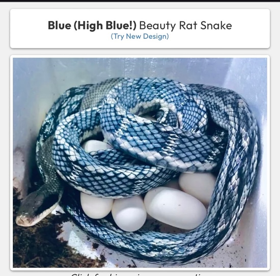 High Blue Vietnamese Blue Beauty Beauty Rat Snake by D&K Colubrids