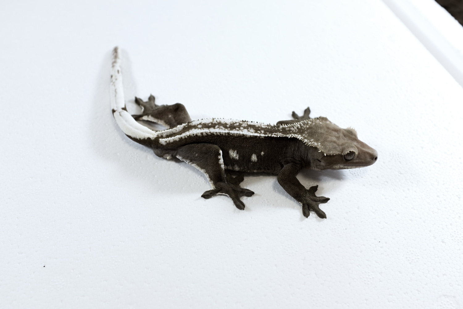 Male Axanthic Crested Gecko by LOKI teraristik - MorphMarket