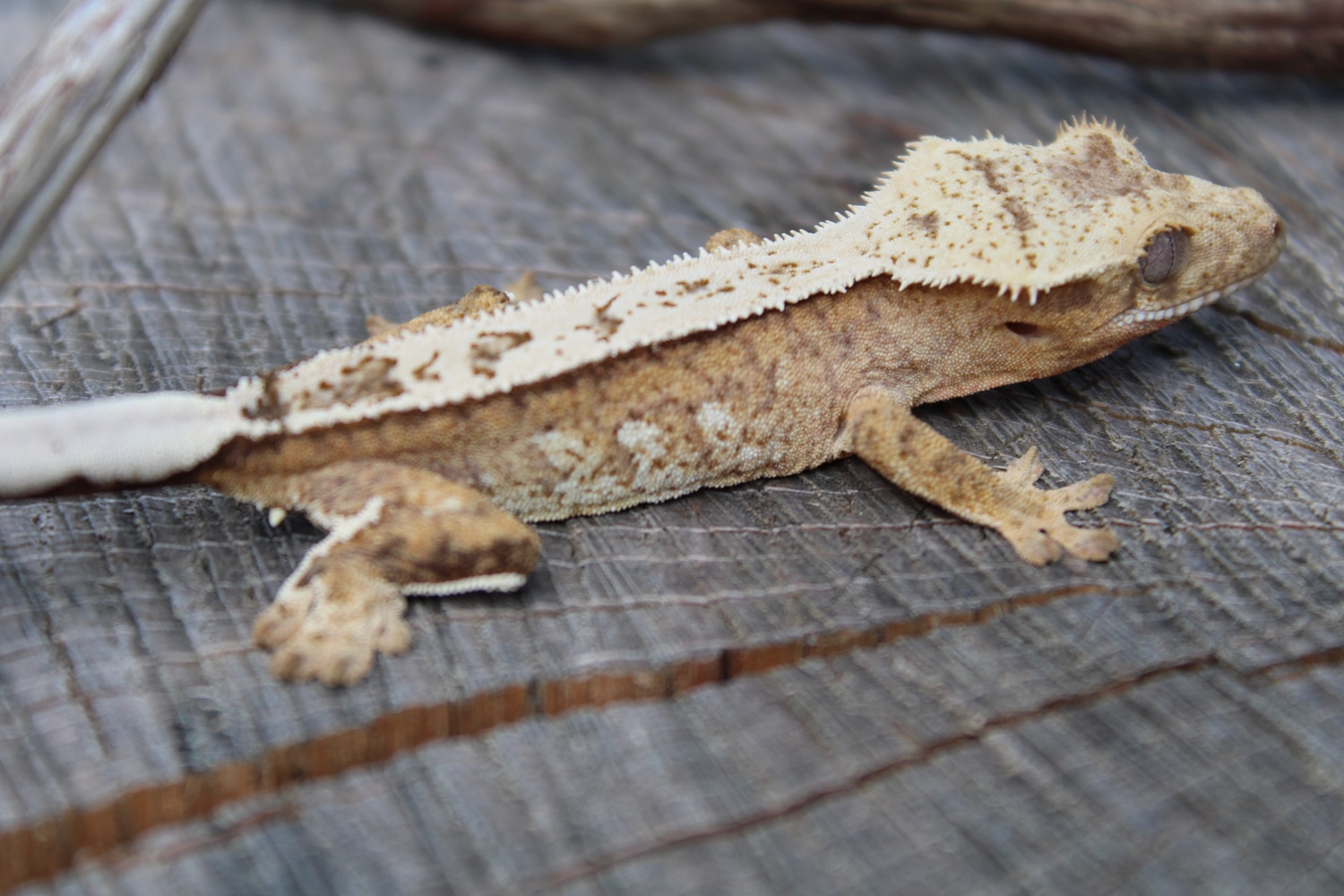 Yellow Partial Pinstripe 8g Crested Gecko by Va-Lilly-white-mx ...