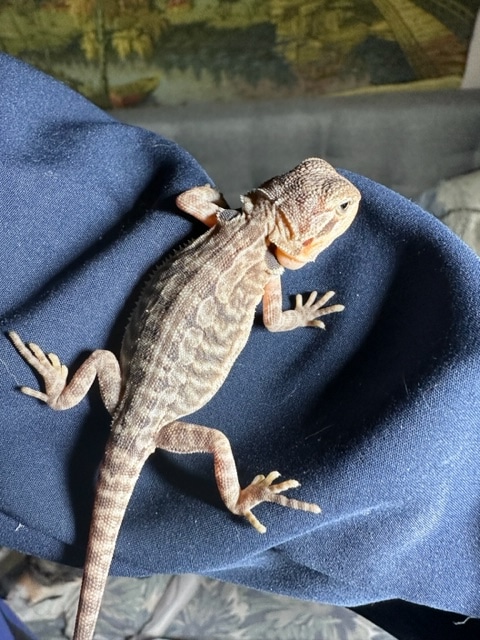 1/8 Barbata Hybrid Leatherback Hypo Trans Het Zero Eastern Bearded ...