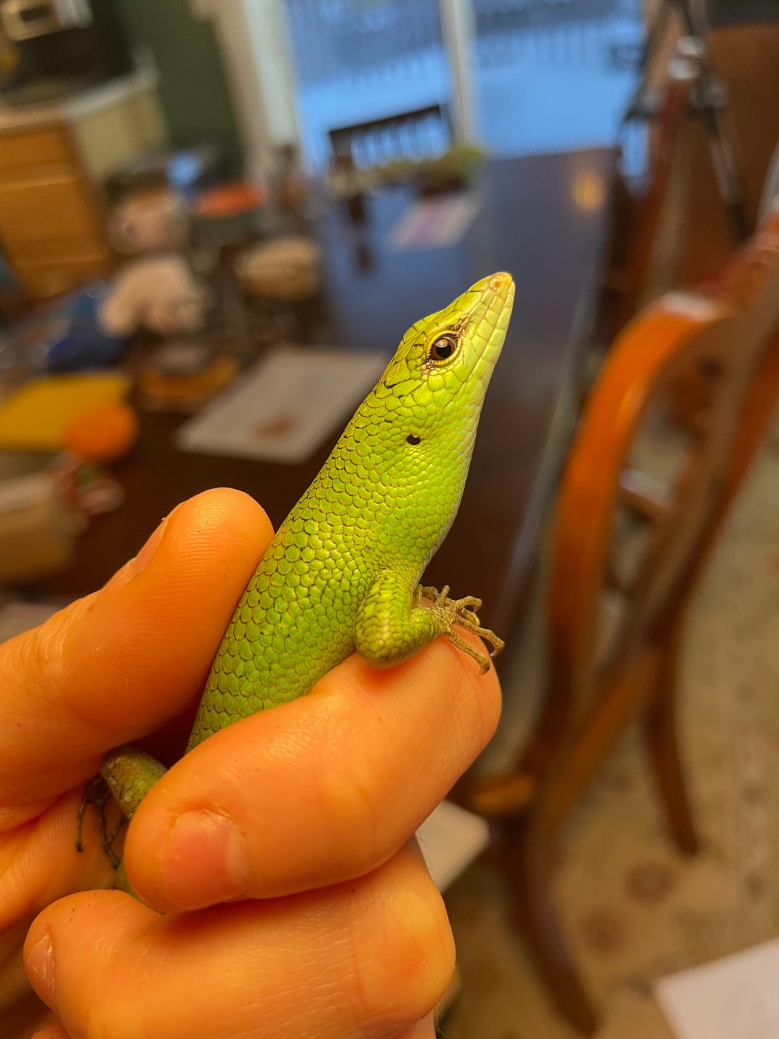 Emerald Tree Skink Other Skink by Arctic Tree Skinks - MorphMarket