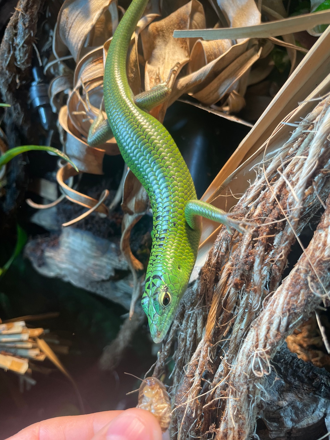 CB Emerald Tree Skink (Male) Other Skink by Arctic Tree Skinks ...