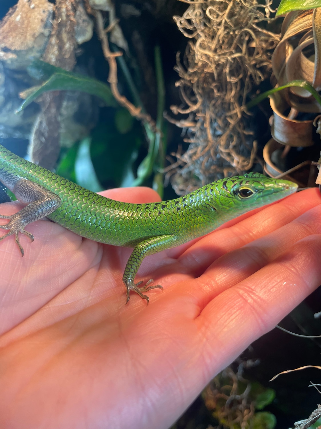 CB Emerald Tree Skinks (2) Other Skink by Arctic Tree Skinks - MorphMarket