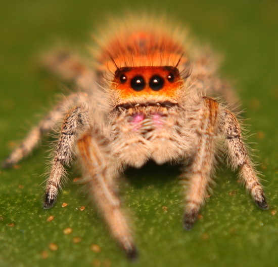 Regal Jumping Spider - Phidippus Regius - Orange Morph by Lone Star Spiders