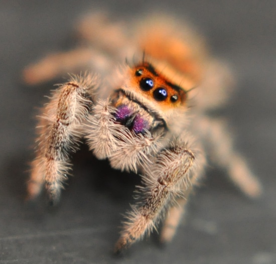 Regal Jumping Spider - Phidippus Regius - Orange Morph by Lone Star Spiders